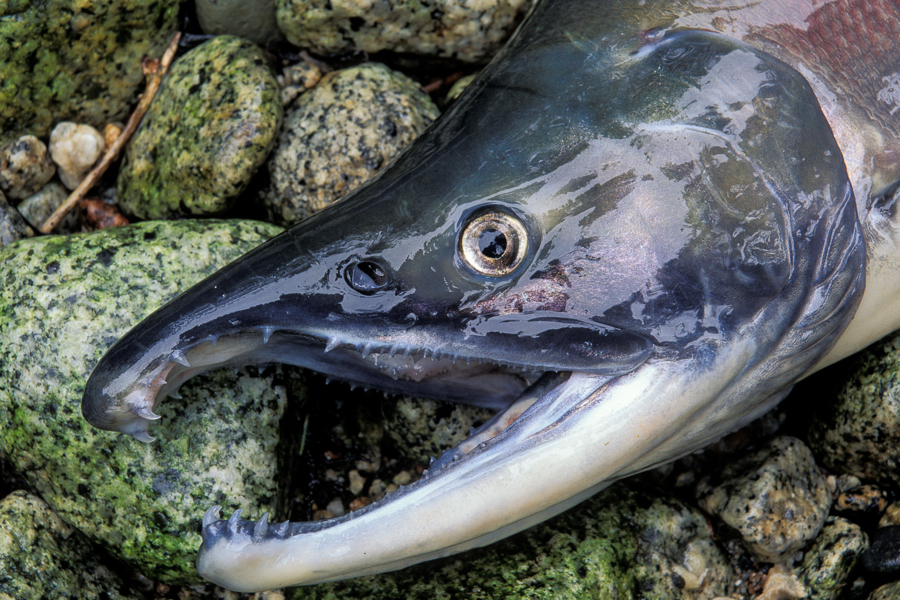 By the light of the candlefish — Margo Pfeiff explores ancient ...