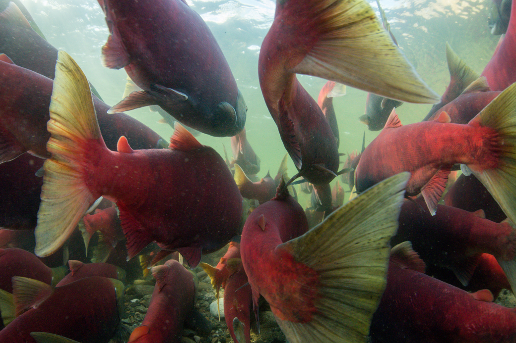 By the light of the candlefish — Margo Pfeiff explores ancient ...