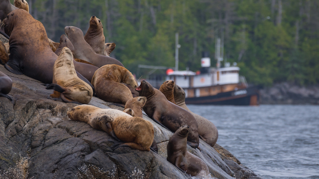 Sweet Swell: Cruising the Great Bear Sea in a luxury tugboat courtesy ...