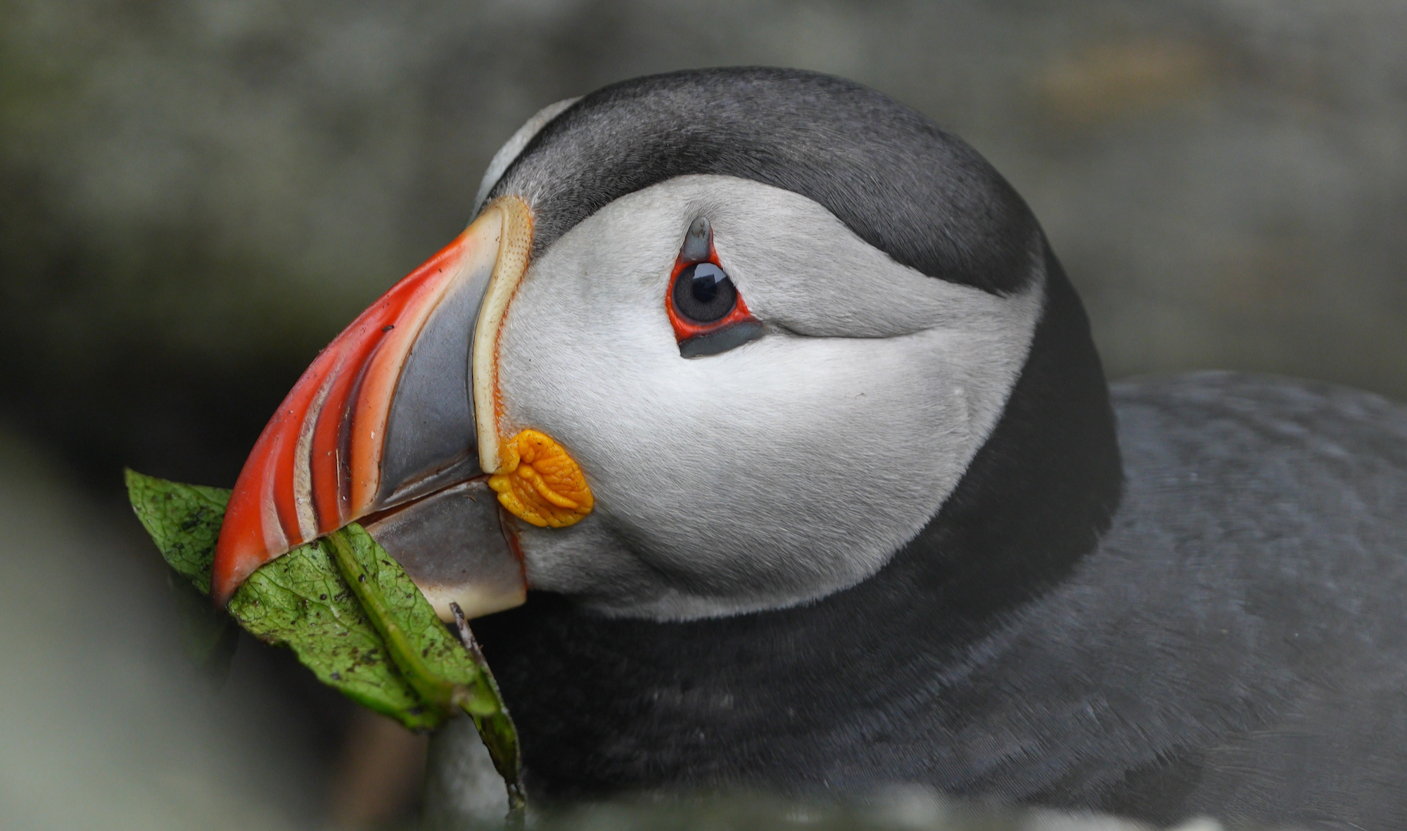 Searching for the sea parrot - Toque & Canoe