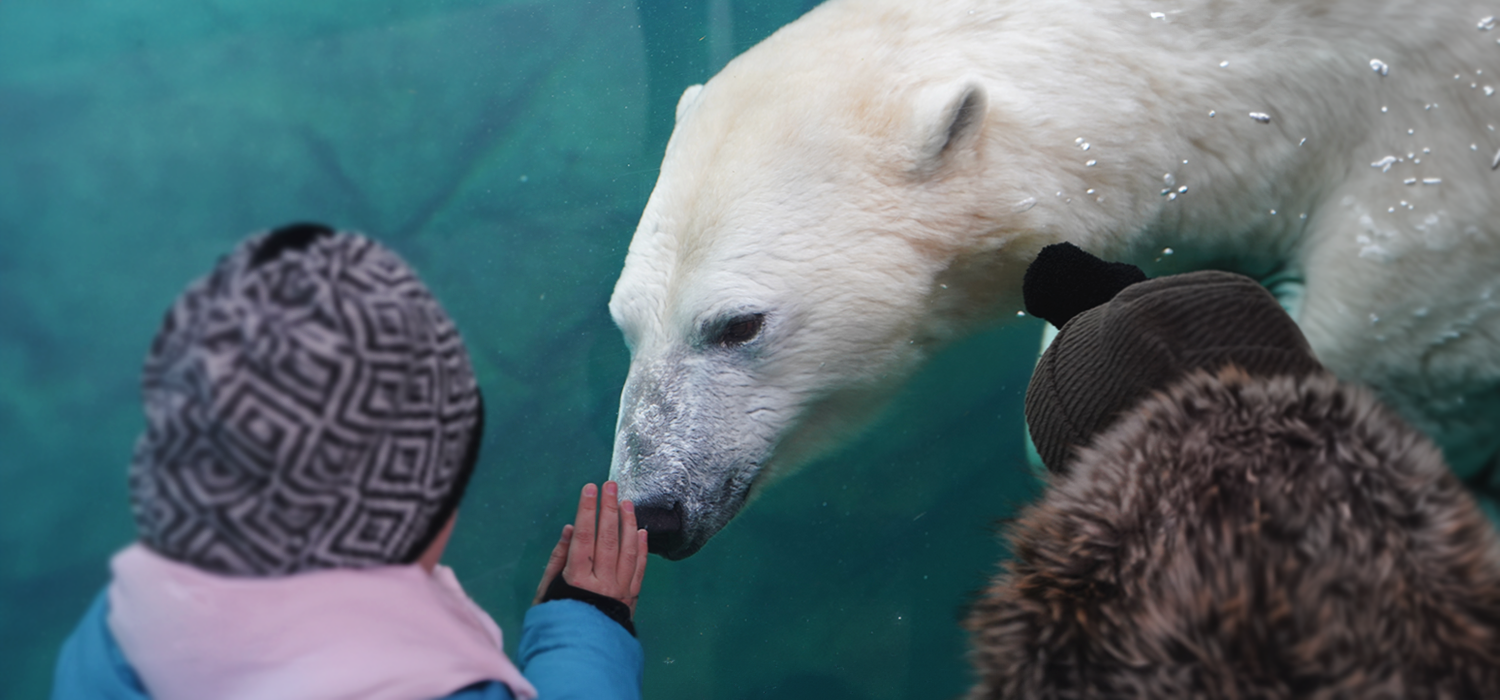 Wild Canada - Toque & Canoe
